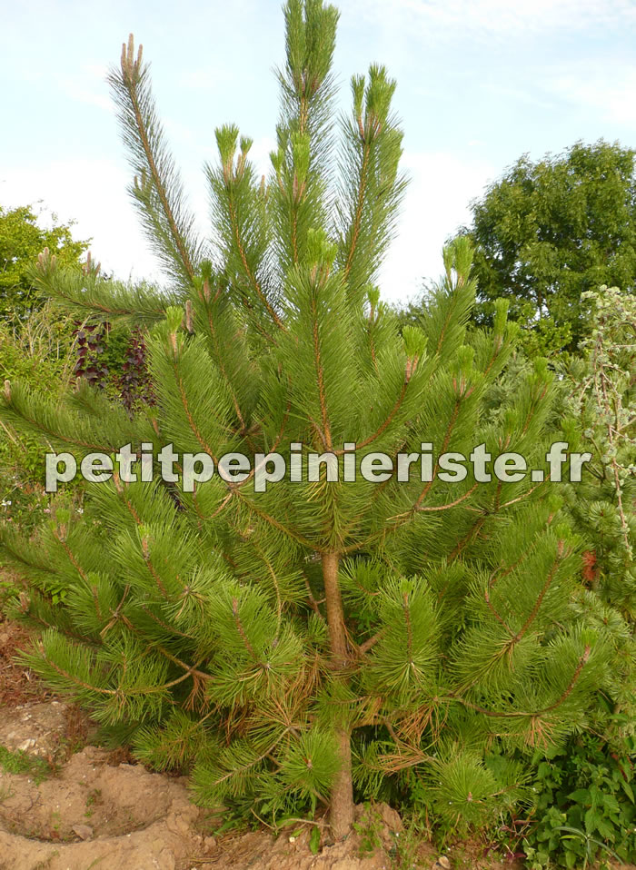Pin noir d'autriche (pinus nigra austriaca) | LES VEGETAUX DE PICARDIE ...