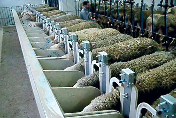 Équipements d'élevage ovin - tous les fournisseurs